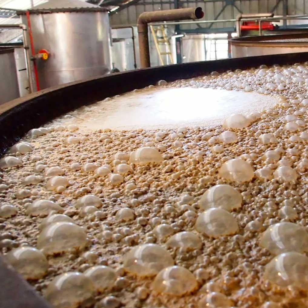 Discover our HISTORIC DISTILLERY - Bodegas Papiamento Aruba